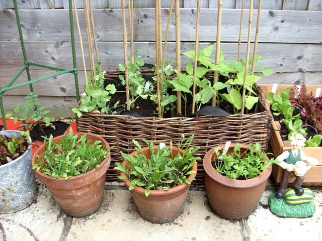 growing dwarf french beans in pots