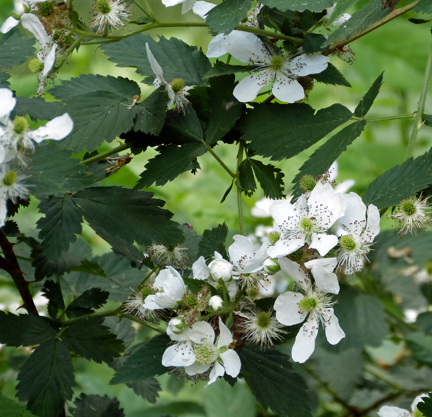 KY Natural Inquirer: Blackberris vs. Raspberries