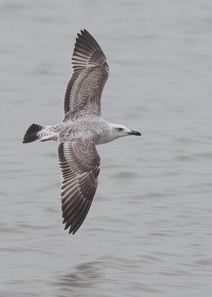 Richard Smith - Birdwatching Days Out: 2x CASPIAN GULL, 1st winter ...