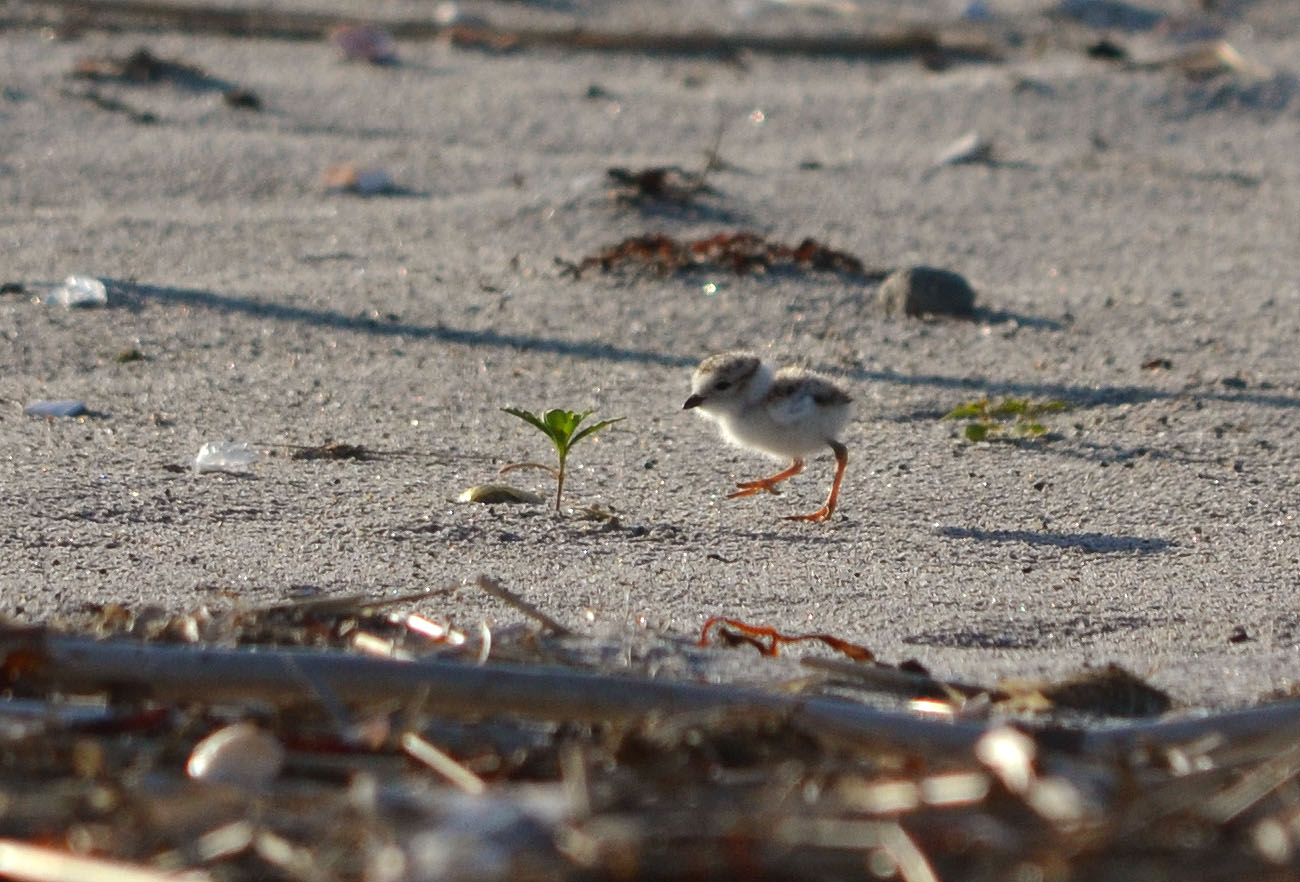 Woods Walks and Wildlife: Piping Plover Babies!