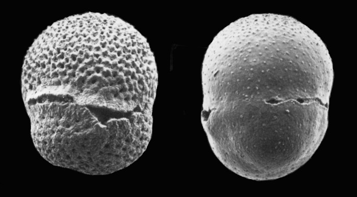 Foraminifera Planktonik | Aka