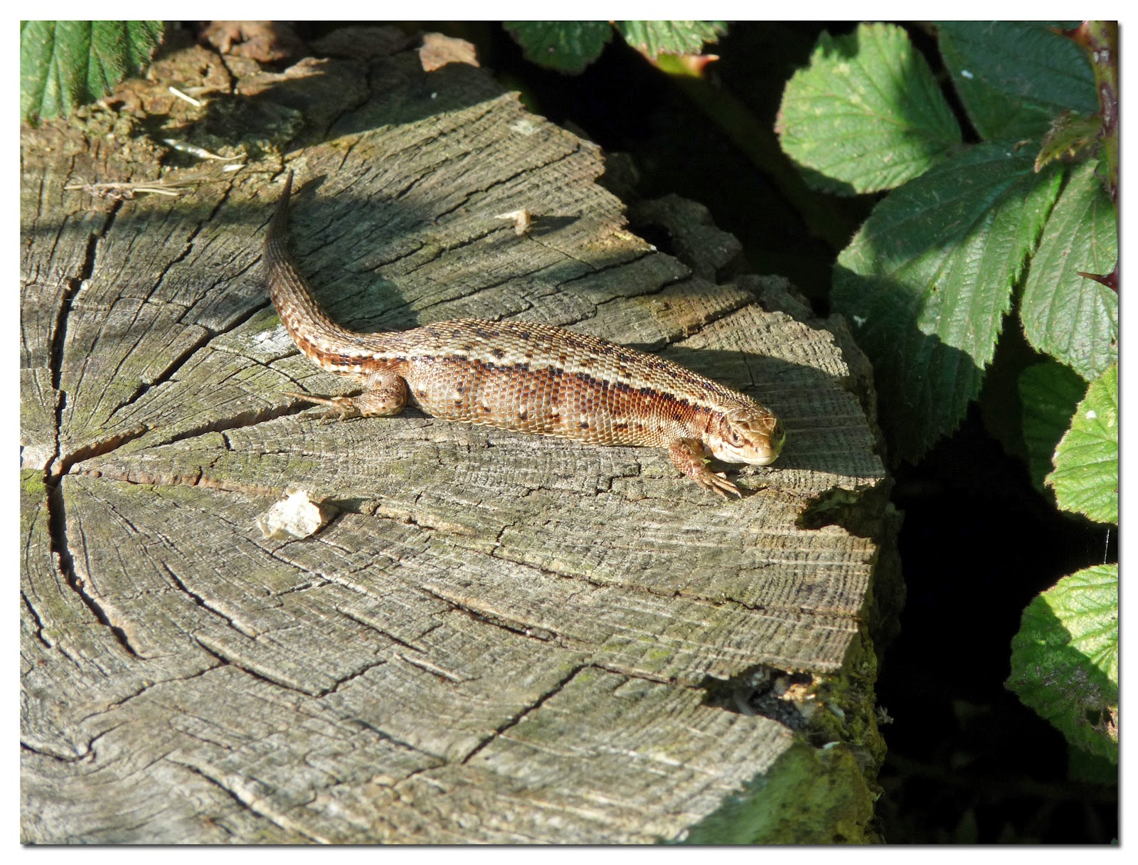 Wild and Wonderful: Herpetofauna (4): Common Lizard near Snape