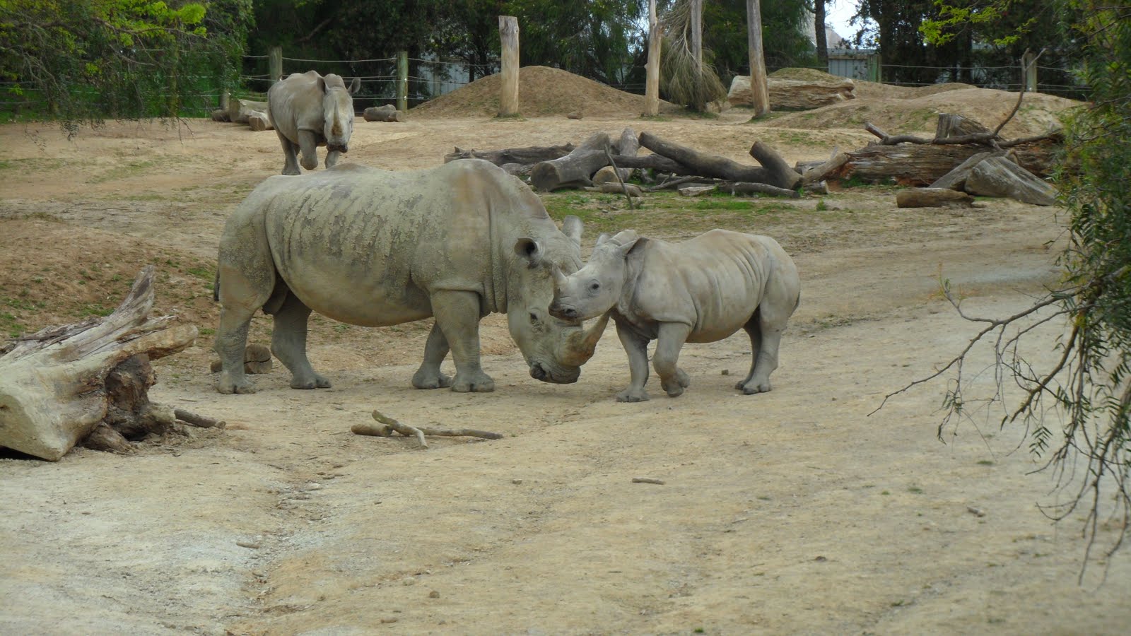 Our New Zealand Adventures: Hamilton Zoo