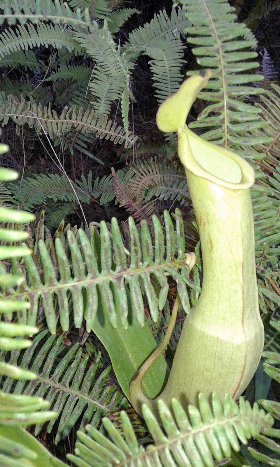 Pitcher plant and other blooms of Antique, Panay Island, Philippines