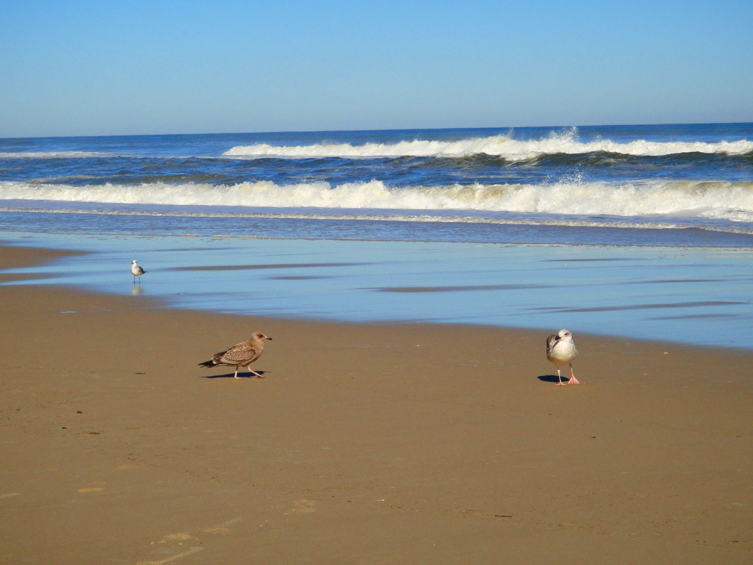 Japanese Temari: Outer Banks Color Palette