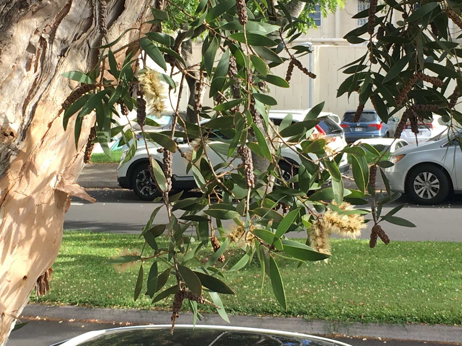 Melaleuca quinquenervia (Paperbark Tree)