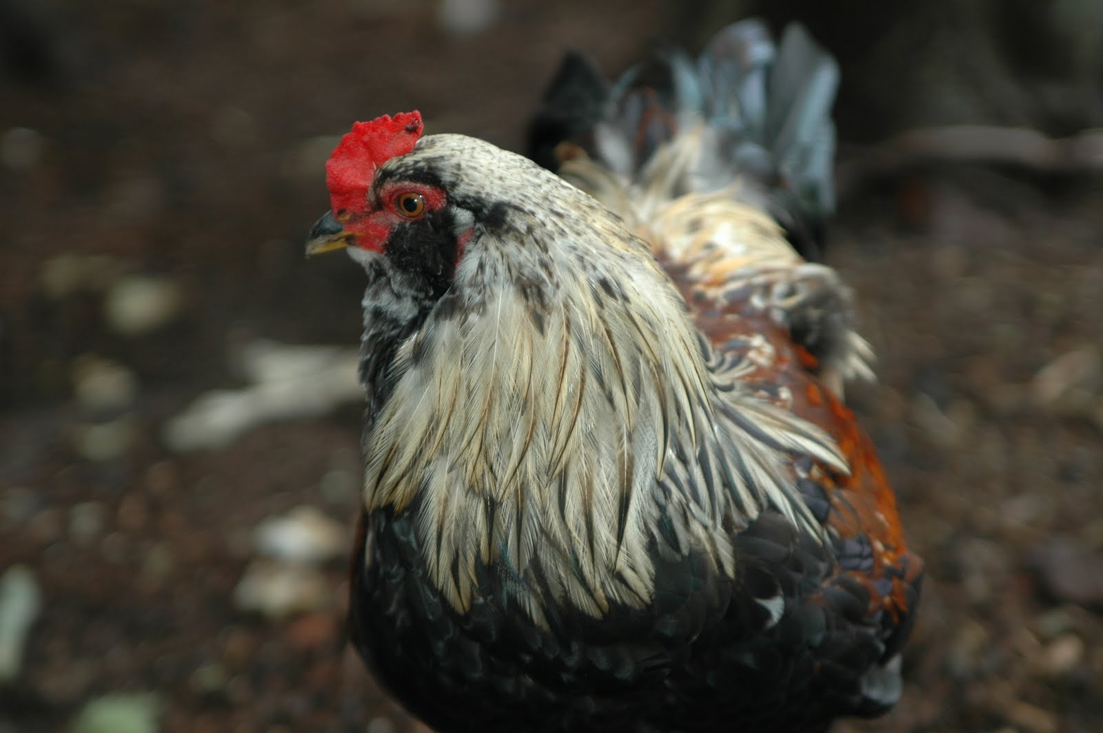 deborah jean's DANDELION HOUSE and GARDEN : First Annual Hen House Hop