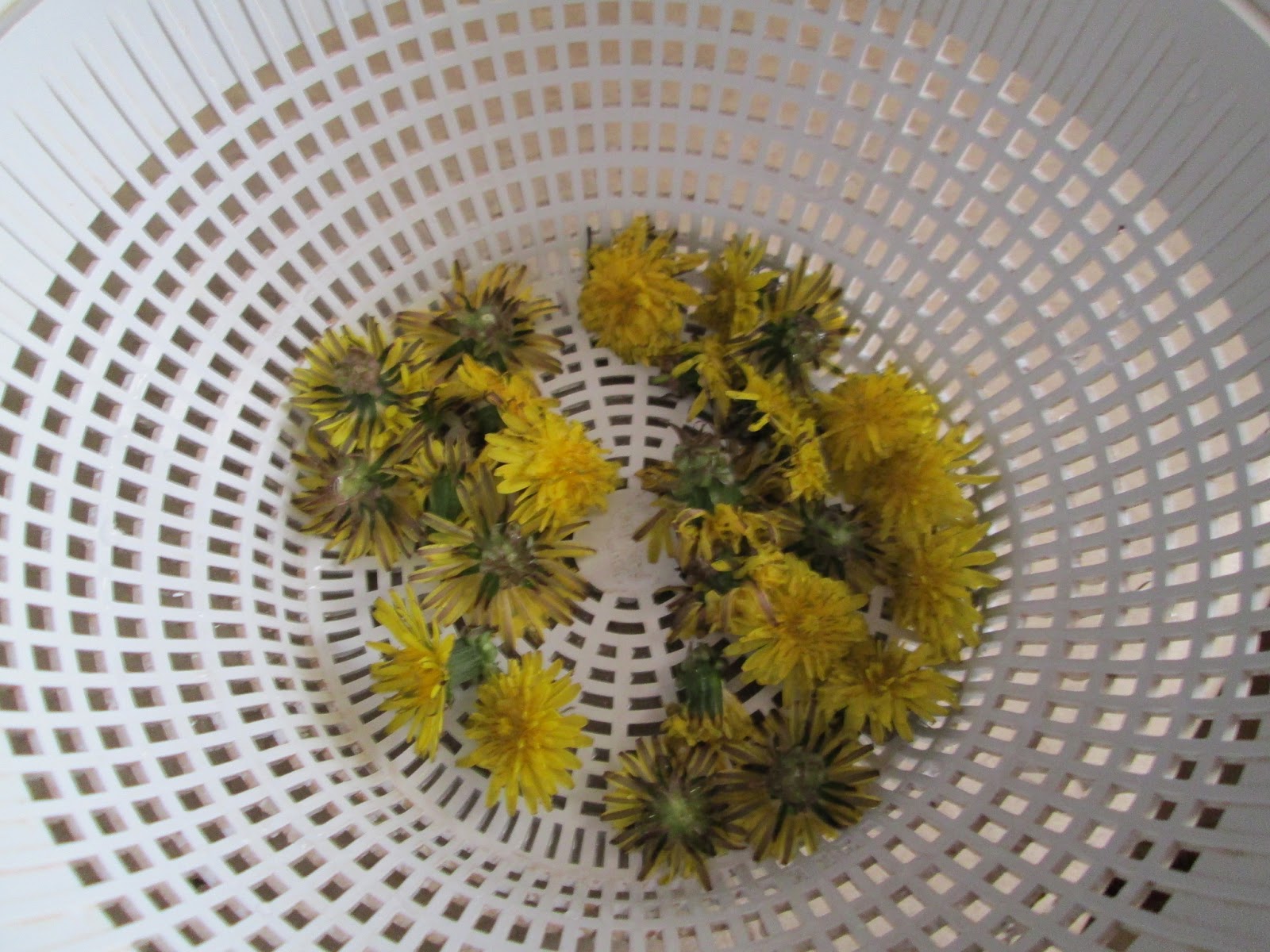 Your World: Healthy and Natural: Why and How to Eat Dandelions