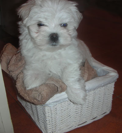 Perritos por el mundo!: Bichon Maltés: Un perro elegante
