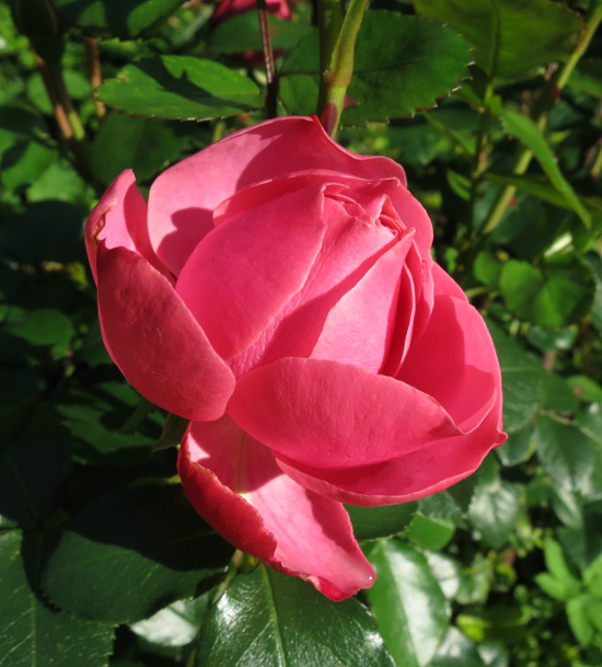 Nadezda's Garden and Home : Blooming Garden, July-18