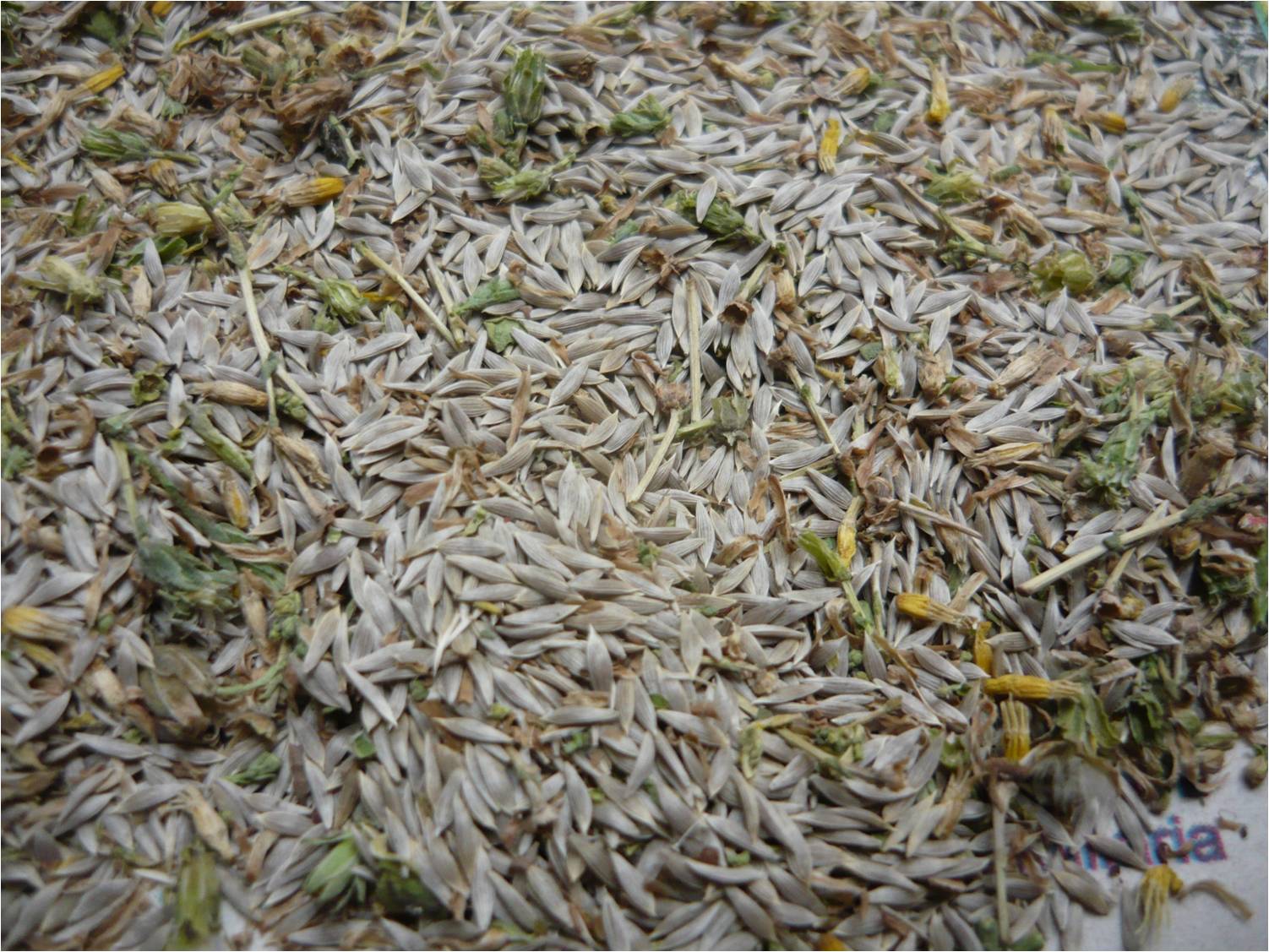 ALTERNATIVA ECOLÓGICA: EXTRACCIÓN DE SEMILLAS DE LECHUGA