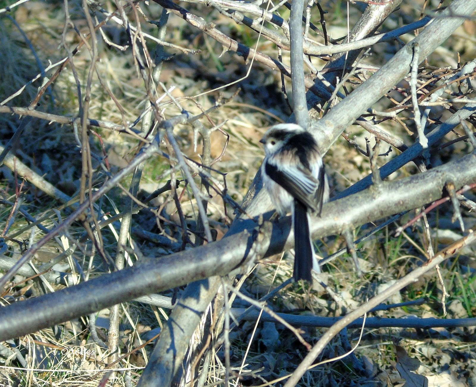 PASARI DIN ROMANIA: PITIGOI CODAT, Aegythalus caudatus
