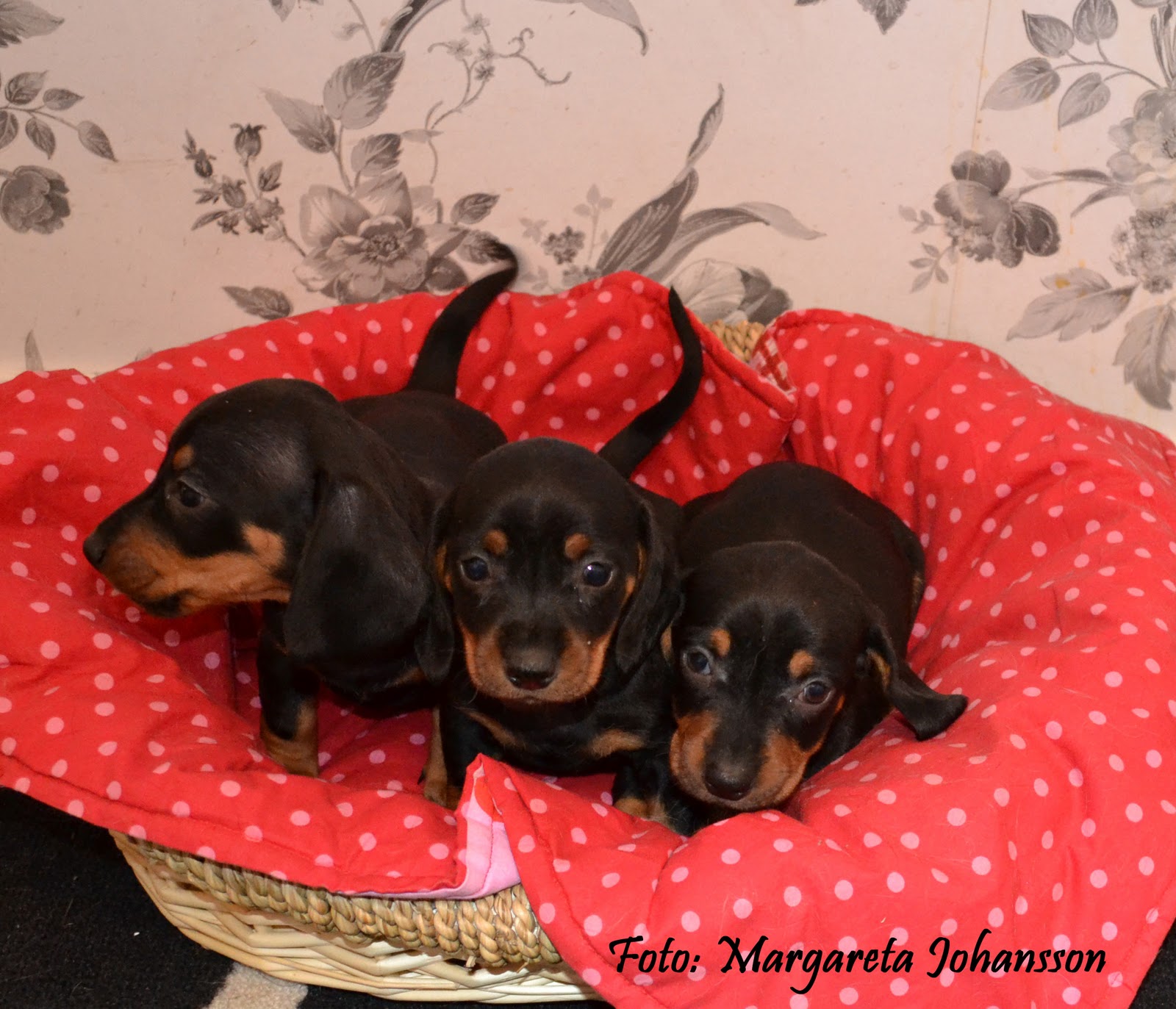 kennel TEAM M: PLÅTNING AV TAX VALPAR