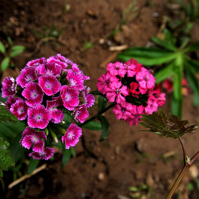 Things: Karan Phool (Dianthus barbatus) now from Kashan!