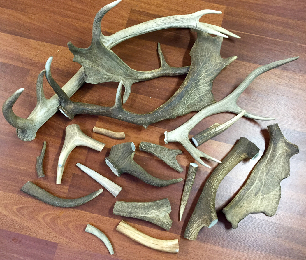 Aussie Antlers Dog Wash Caf Australian Dog Lover Aussie Antlers Dog Wash Caf Australian Dog Lover