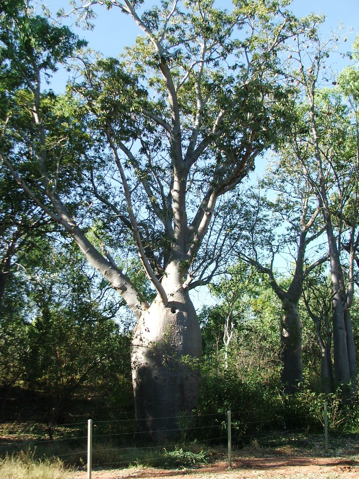 Postie and Sue: Boab Trees