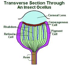 BunyipCo: Monteith's Leaf Insect, Phyllium monteithi Brock and ...