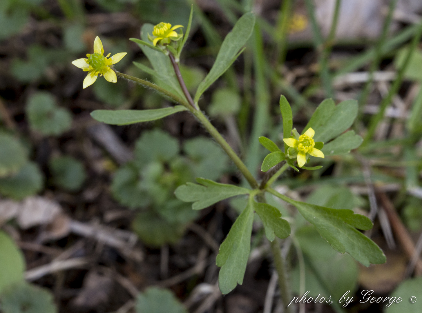 Ranunculus Abortivus