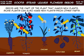 Interactive Plant Parts