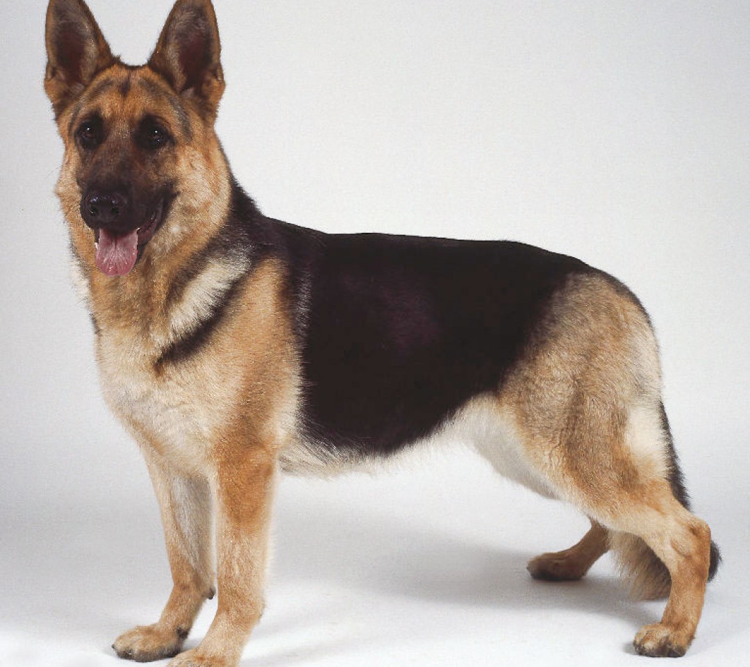 Conoce tu raza...El pastór alemán - Club Mascodín