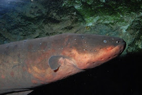 Real Monstrosities: Electric Eel