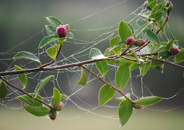 A Collection Of Our Lives: Gossamer