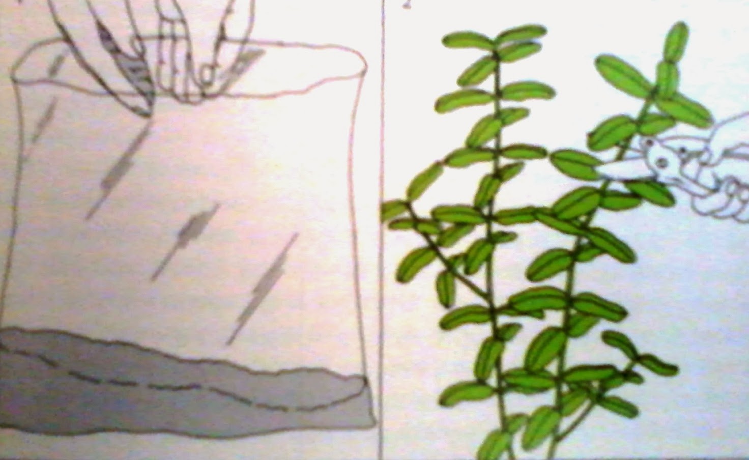 Starting plants from stem cuttings - Plants and Leaves