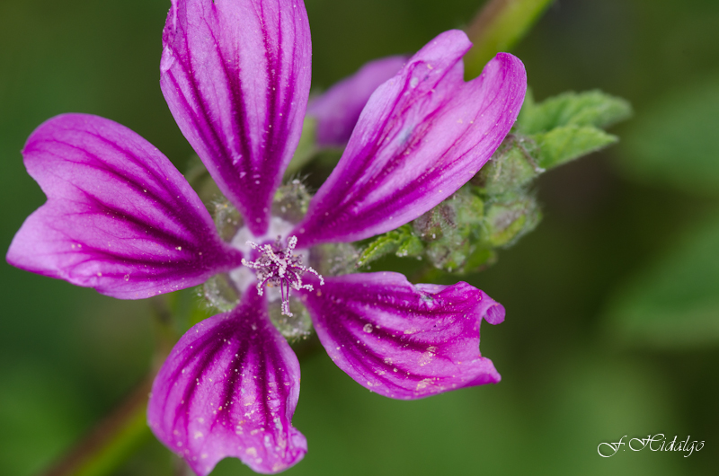 Naturaleza y Fotografia ( Francisco Hidalgo): Malva sylvestris