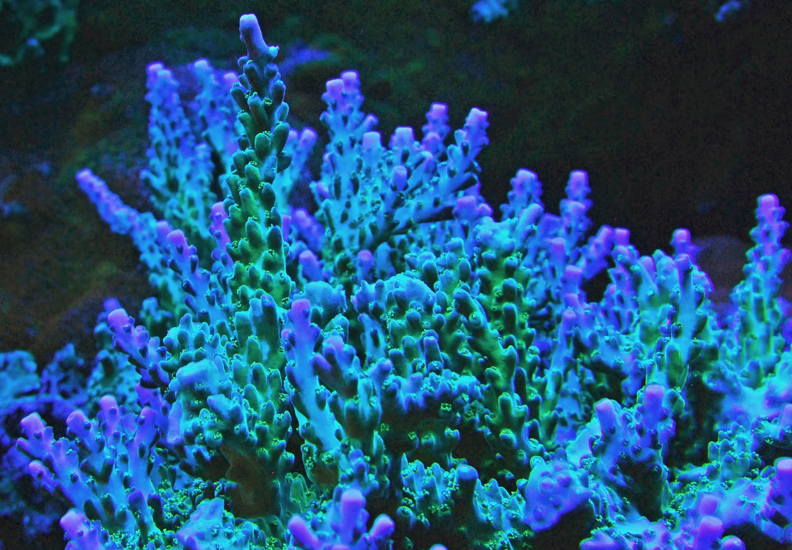 aquarium adventures: Acropora Facts You Probably Didn't Know