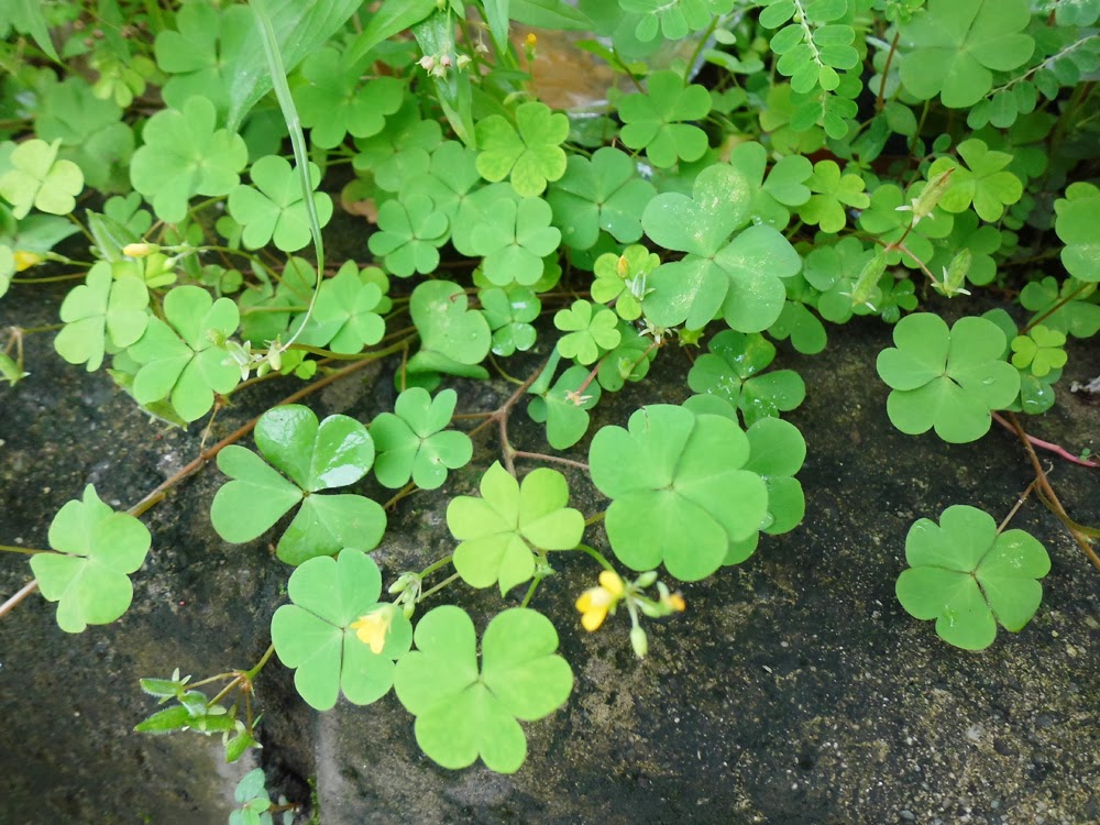 Exotic Plants in Indonesia : Semanggi Pictures Galleries