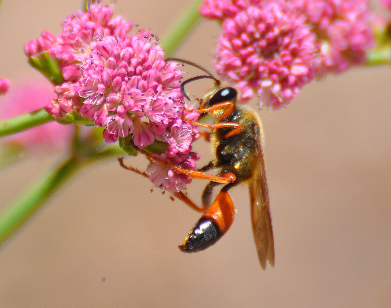 Mother Nature's Backyard - A Water-wise Garden: Thread-waisted Wasps ...
