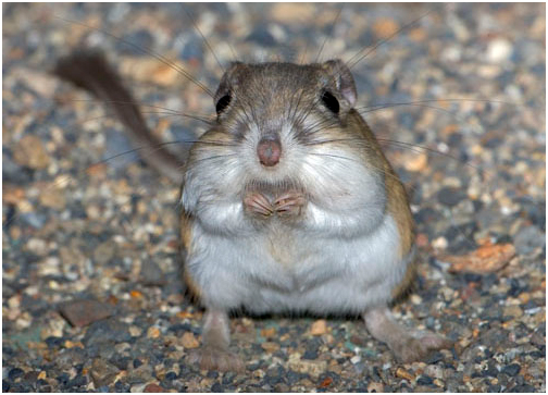 Bio227-4: The Fresno Kangaroo Rat by Sara Grunwald