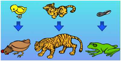 Science for Primary School ( Year 2): Unit 3 :Animals