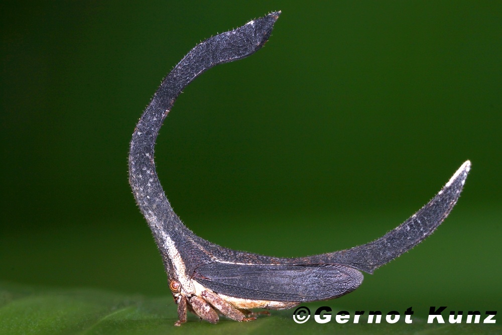 Biologia-Vida: Membracídeo ou soldadinho: um inseto super estranho ...