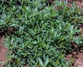 ILMU PETERNAKAN, PERTANIAN DAN MAMFAATNYA BAGI DUNIA: JENIS-JENIS ...