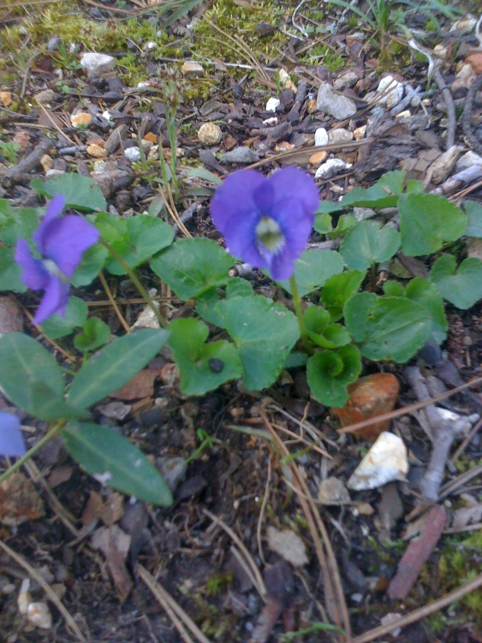 _emily_rose: march bloom day