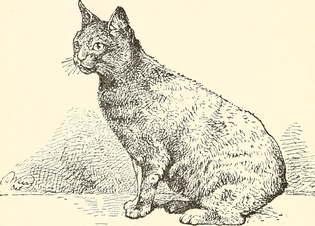 The Cuddlywumps Cat Chronicles: Legends of the Manx