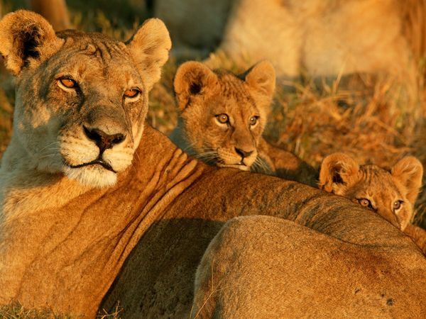 LION FACTS |The Garden of Eaden