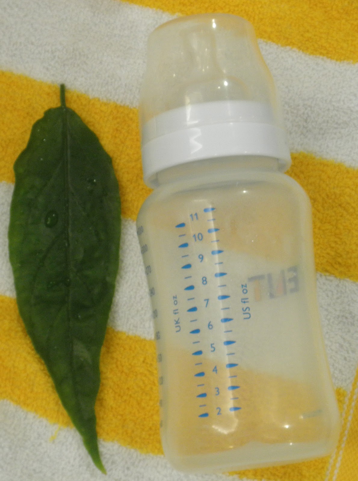 Sabah Snake Grass SSG: Photo Gallery - SSG