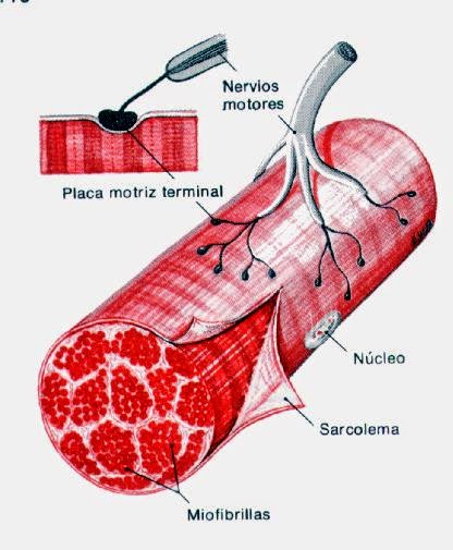 Bienvenido: Tipos de fibras musculares
