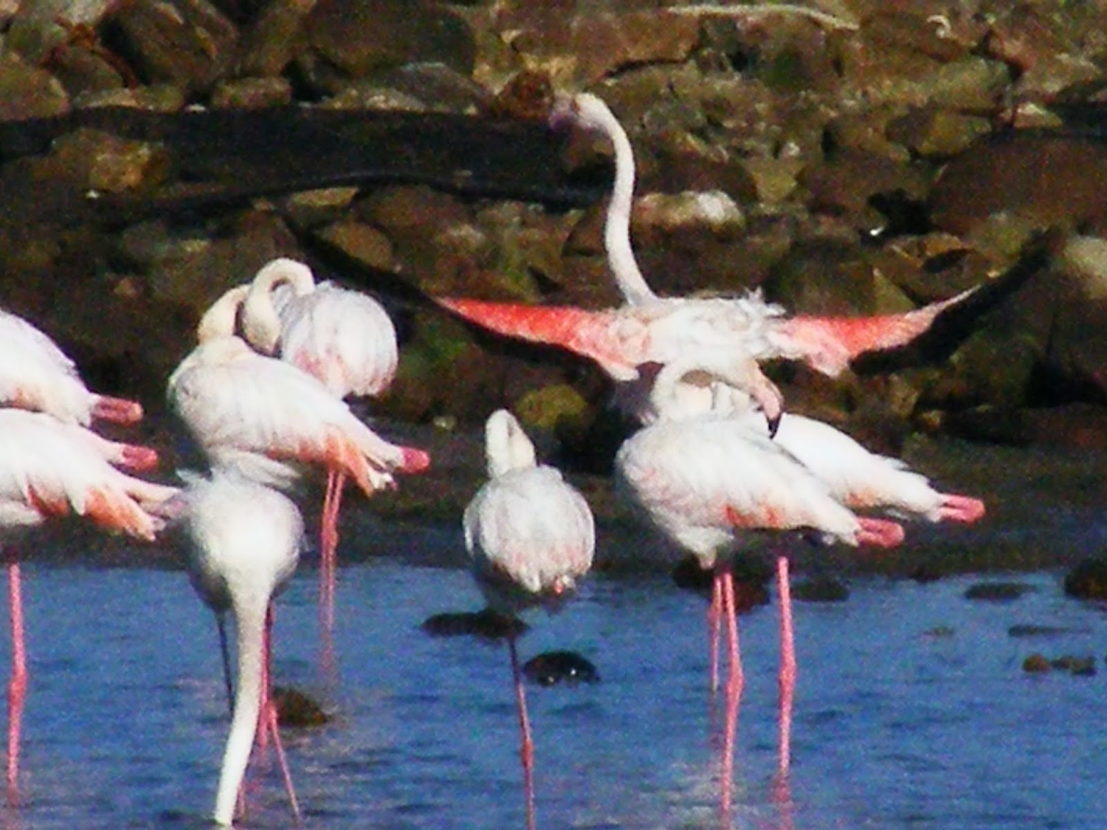 A day in the life: Birding at the Kom