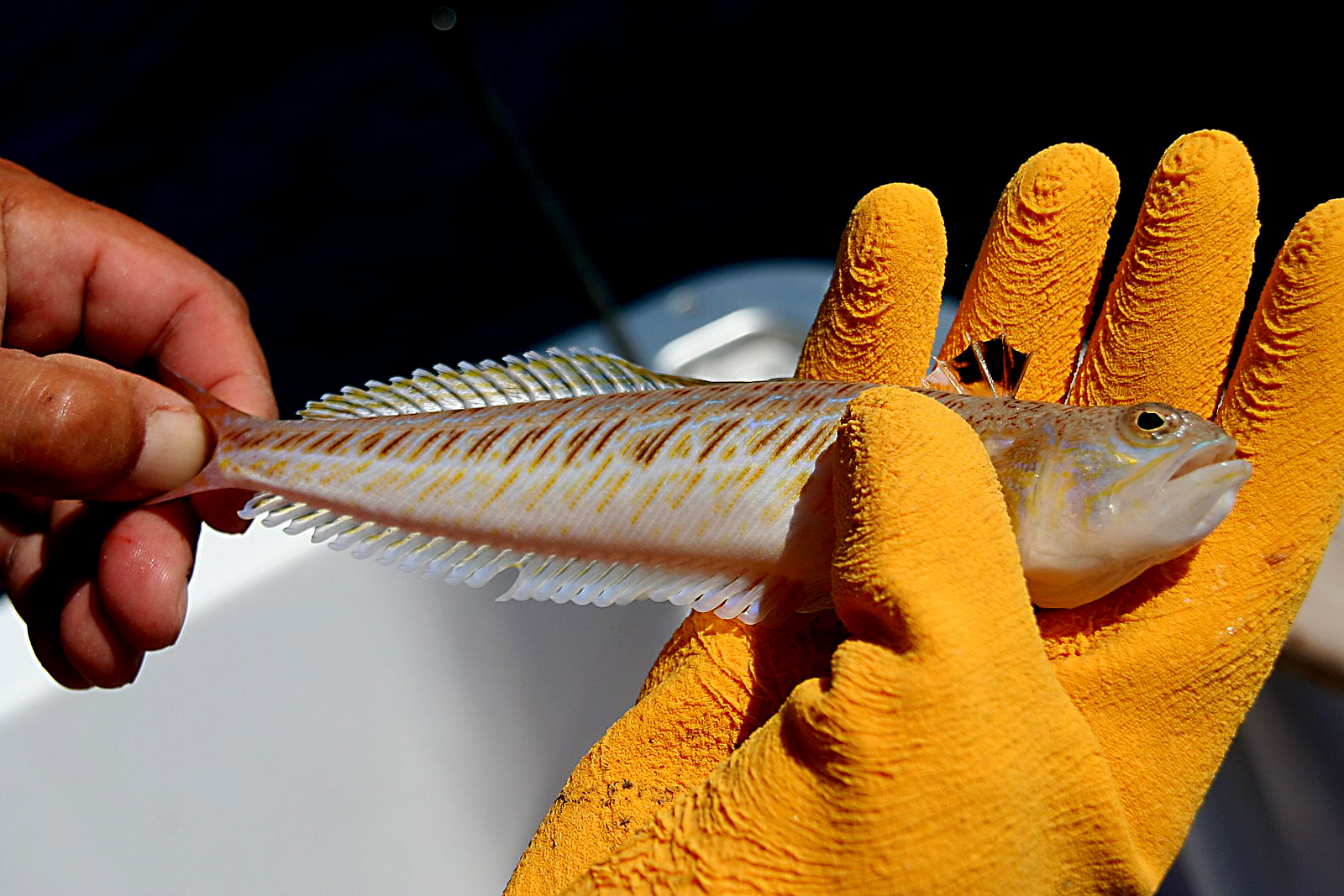 EMEDI: Δράκαινα