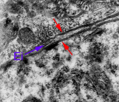 Membrana Plasmática: Cerca de la Membrana Plasmática
