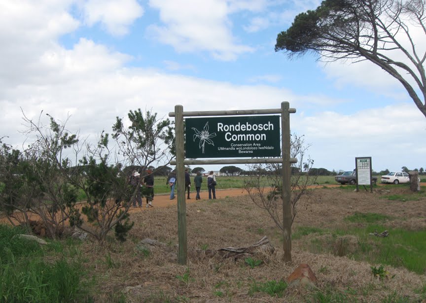 Iridaceae and a walk on Rondebosch Common with John Manning