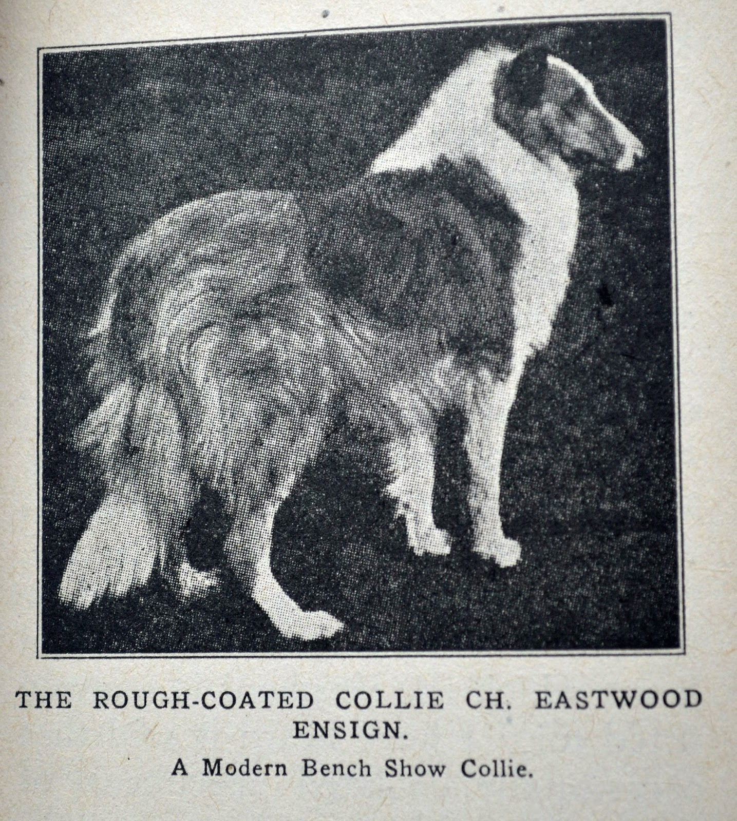 Butterscotch Farm: Old-Fashioned Collies