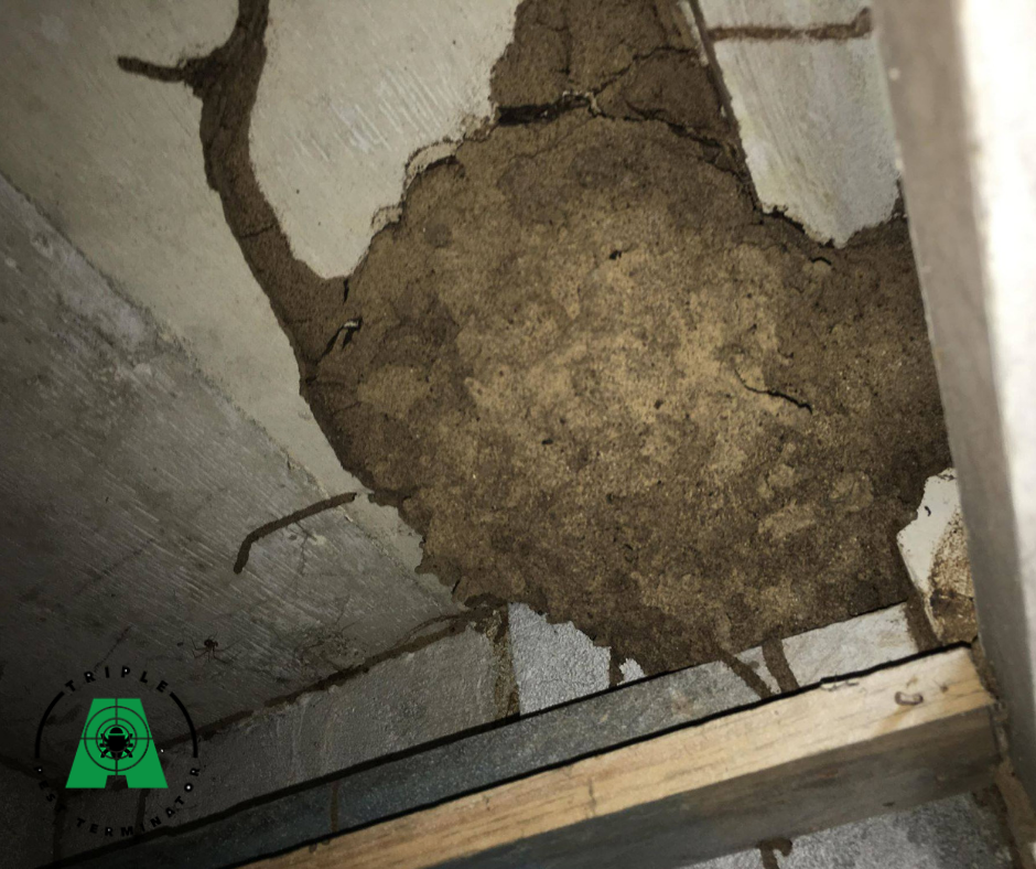 Termite Infestation and Good Housekeeping ~ Triple A Pest Terminator ...