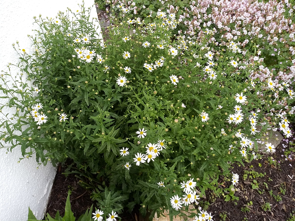 Future Plants by Randy Stewart: Kalimeris - Japanese Aster
