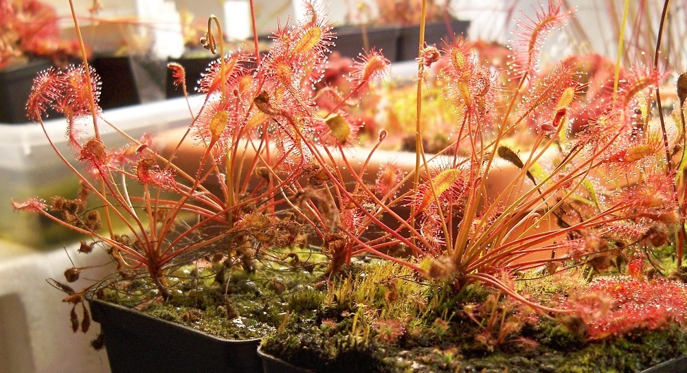 Plant of the Day: Plant of the day is: Drosera affinis or South African ...