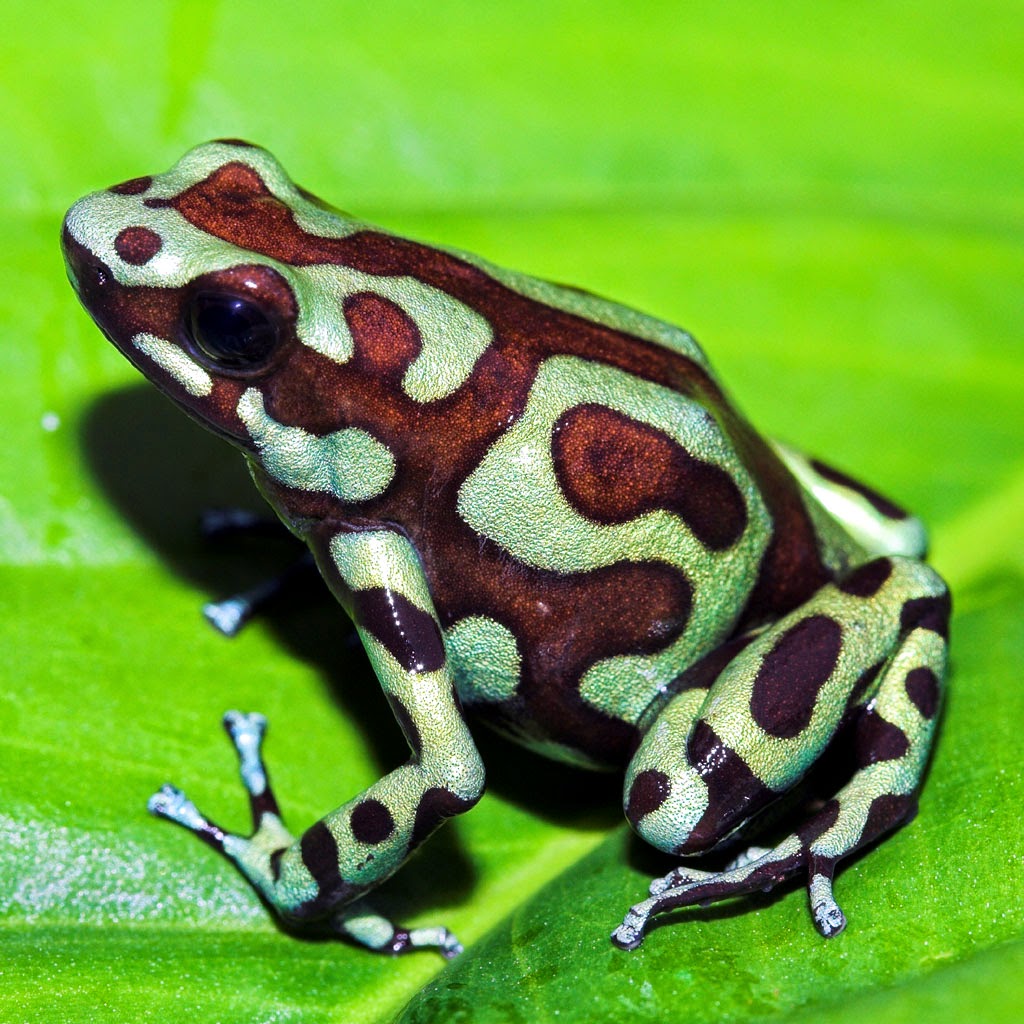 Dendroland: Dendrobates Auratus, sus morphos y variedades de color.