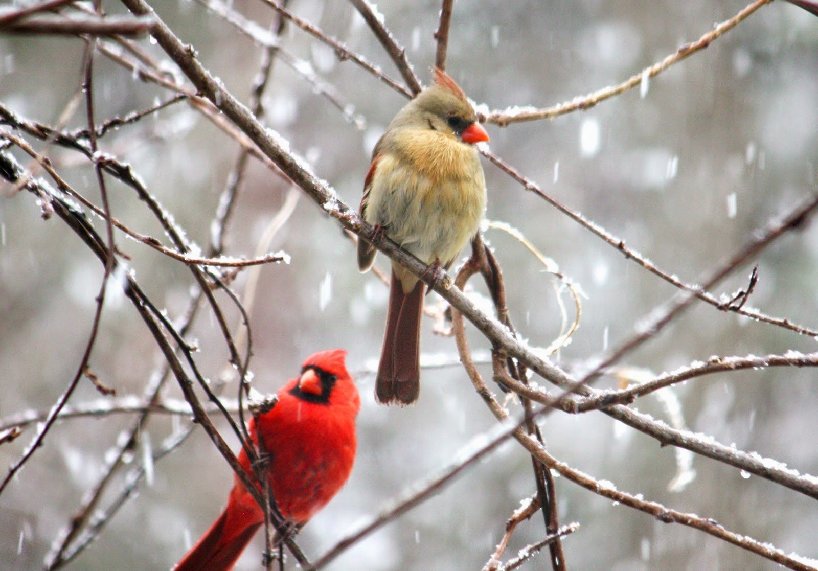 Critter Sitter's Blog: Birds in Snow